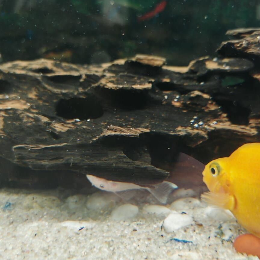 Цихлида попугай желтый