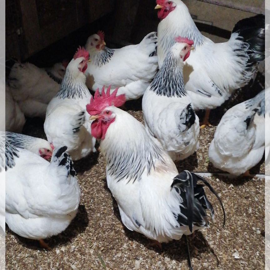 Инкубационное яйцо кур Адлерская серебристая