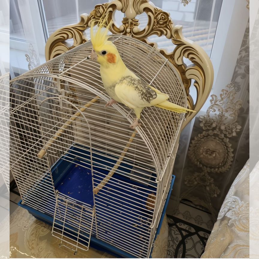 Попугай корелла с клеткой