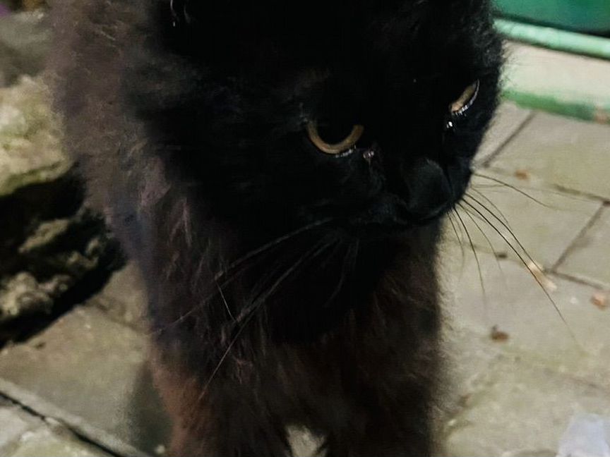 Котята, кошка