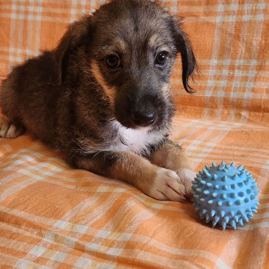 Арчи очень нужна семья