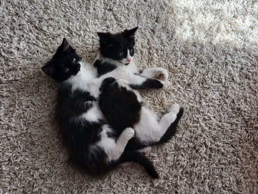 Котята в добрые руки