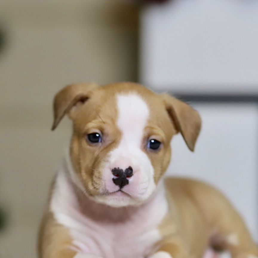 Щенки амстаффа девочки