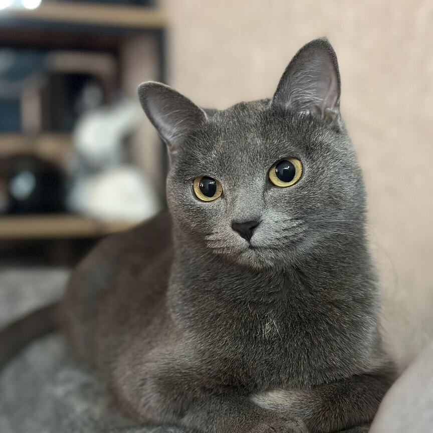 Русская голубая кошка