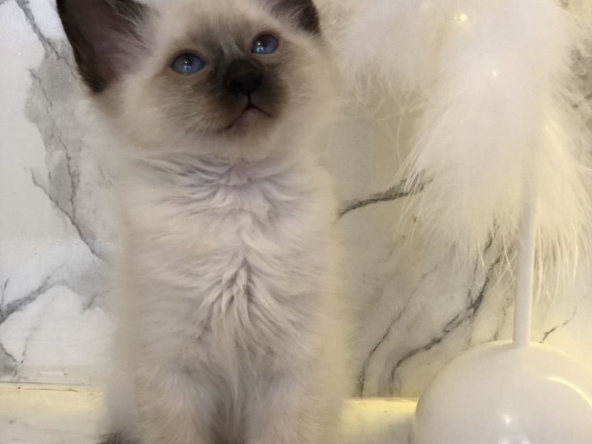 Котенок сноу шу