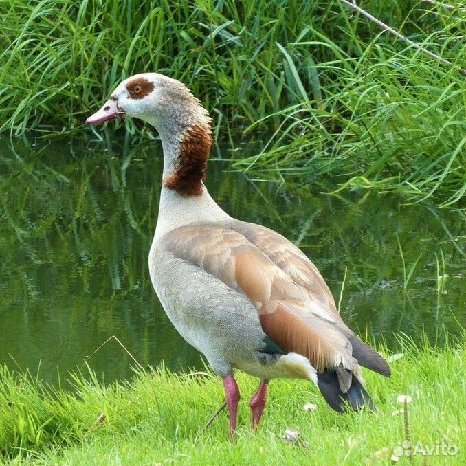 Нильский гусь