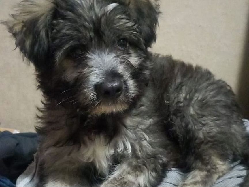 Щенок в добрые руки