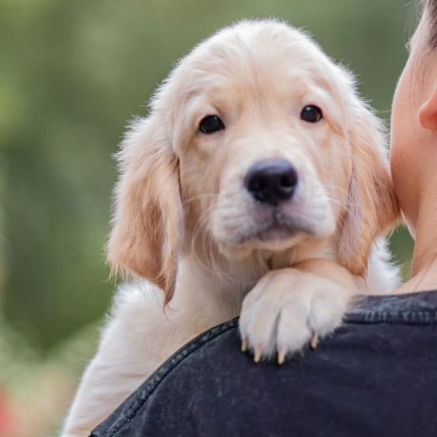 Голден ретривер