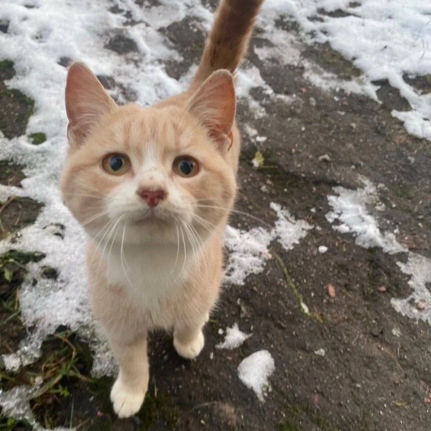 Брошенный рыжий котенок