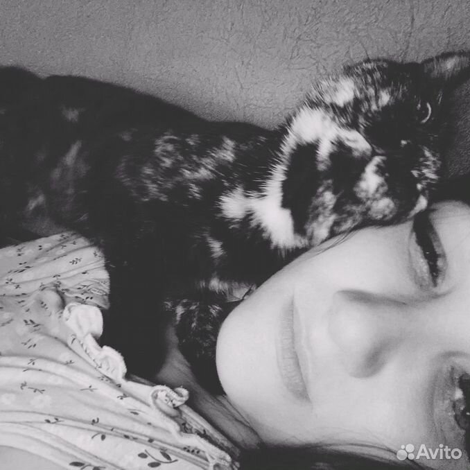 Кошечка Кнопа