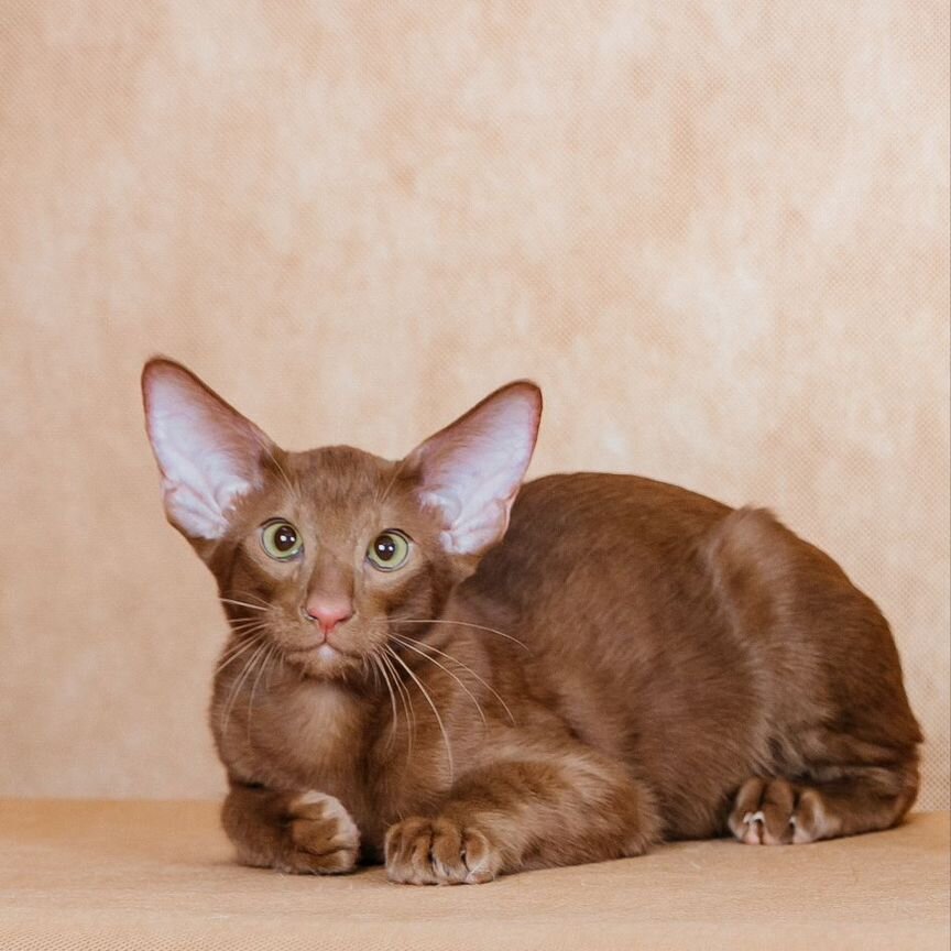 Ориентальная