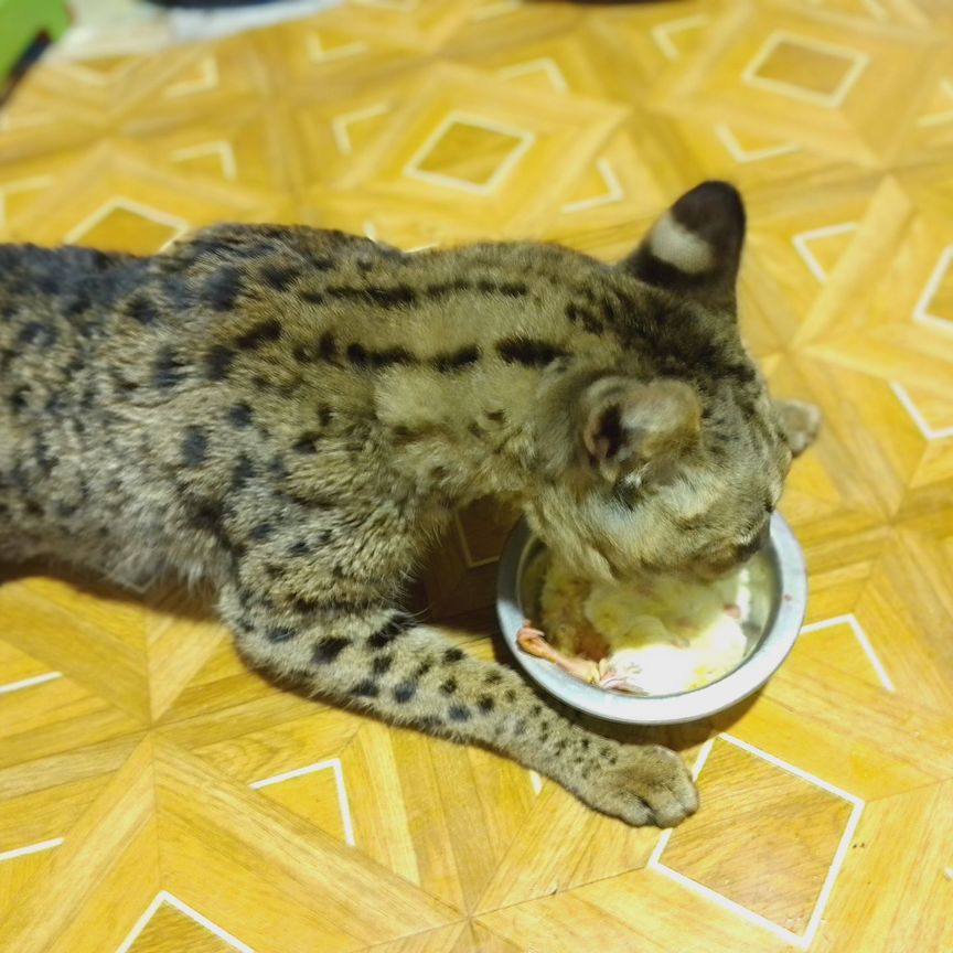 Цыплята суточные кормовые заморозка