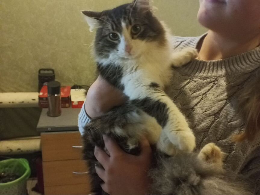 Котик молодой в хорошие руки