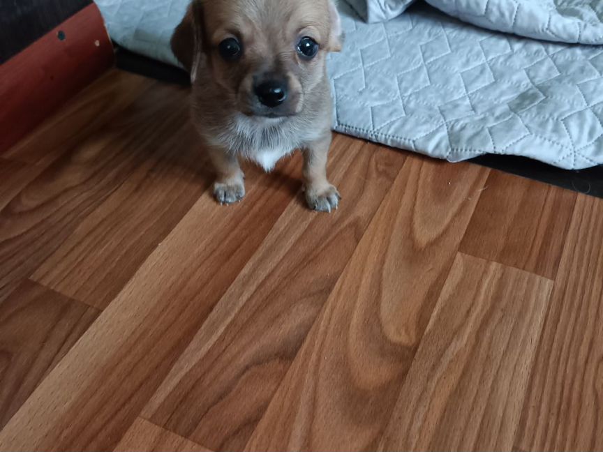 Карликовый пинчер