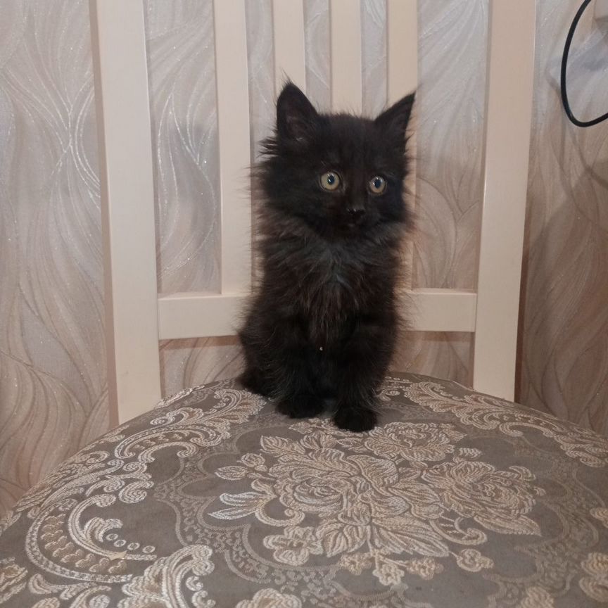 Котенок девочка 2 месяца