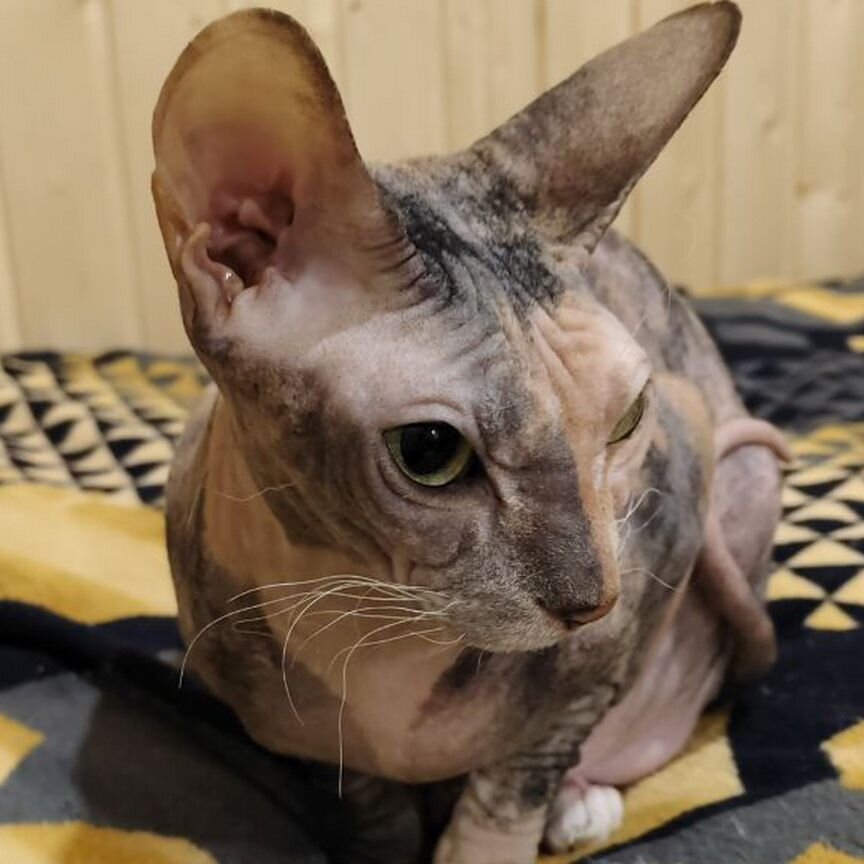 Донской сфинкс котёнок