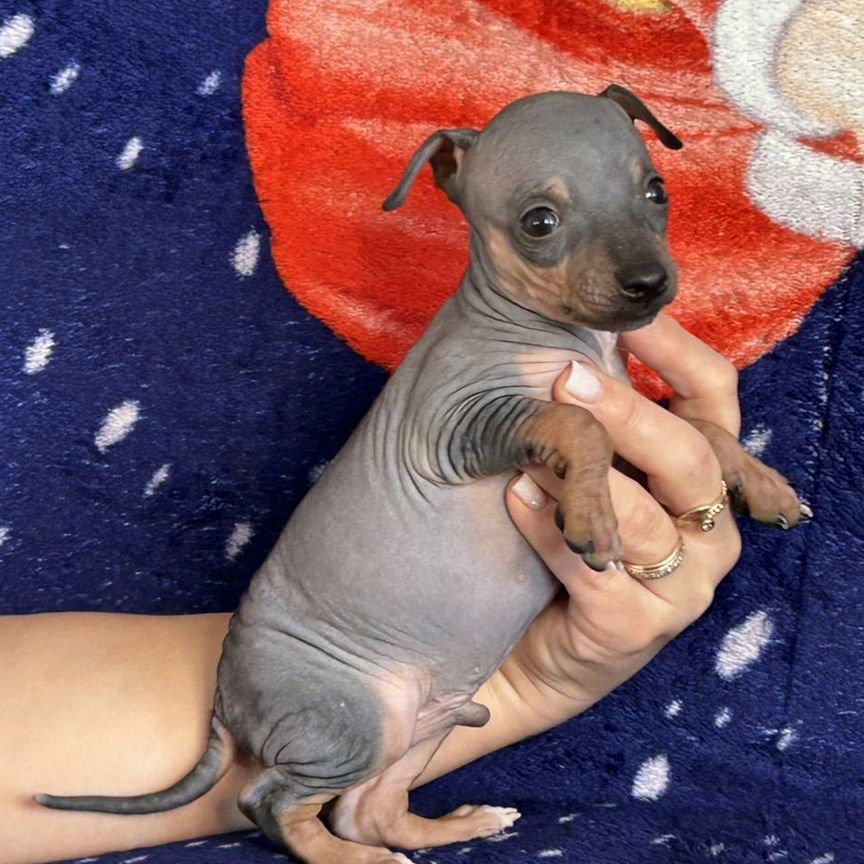 Американский голый терьер, щенок