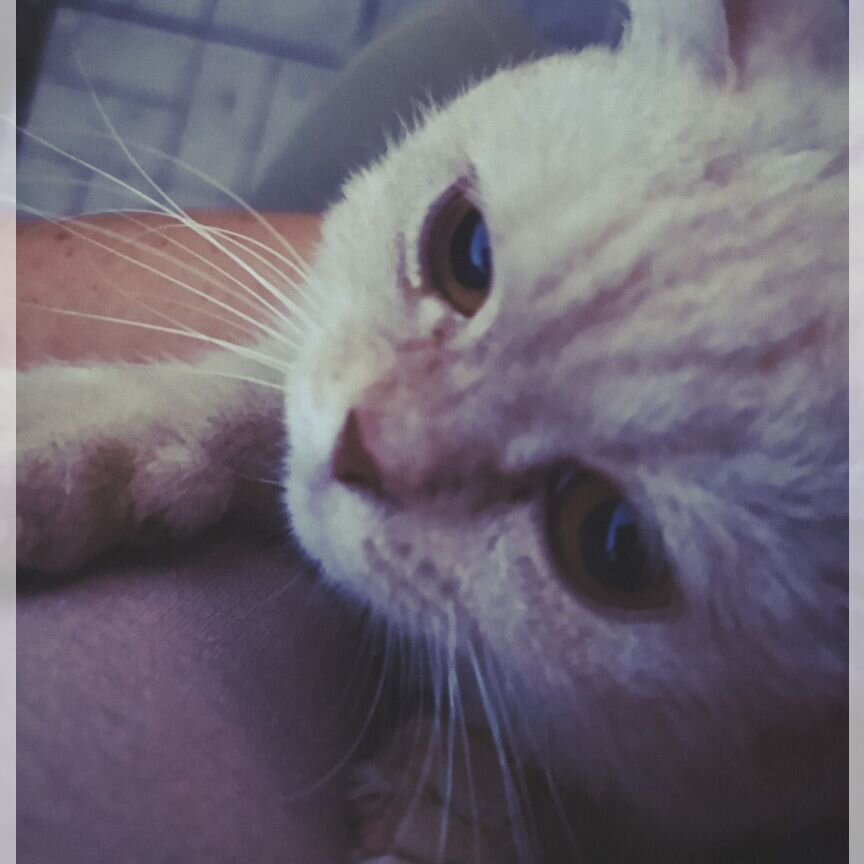 Котик шотландец прямоухий в добрые руки