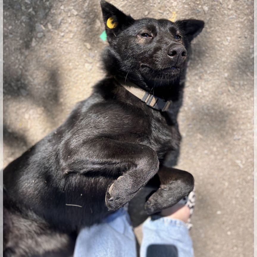 Взрослая собака в добрые руки