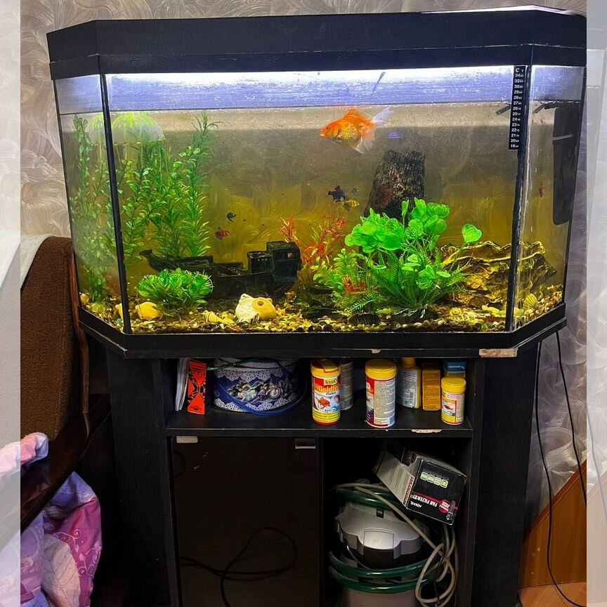 Аквариумные рыбки отдам