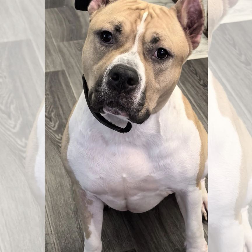 Американский стаффордширский терьер, взрослый пёс