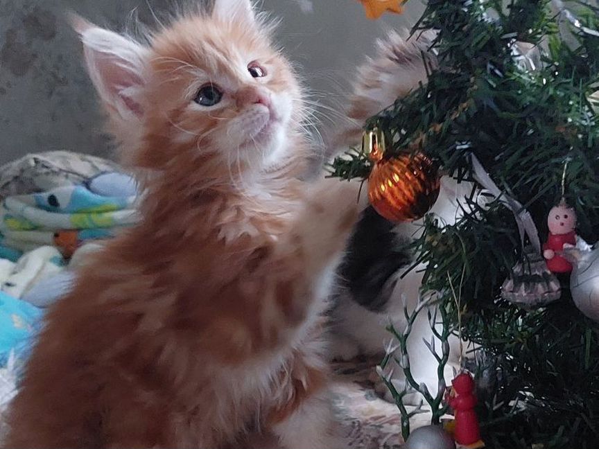 Котята мейн-кун