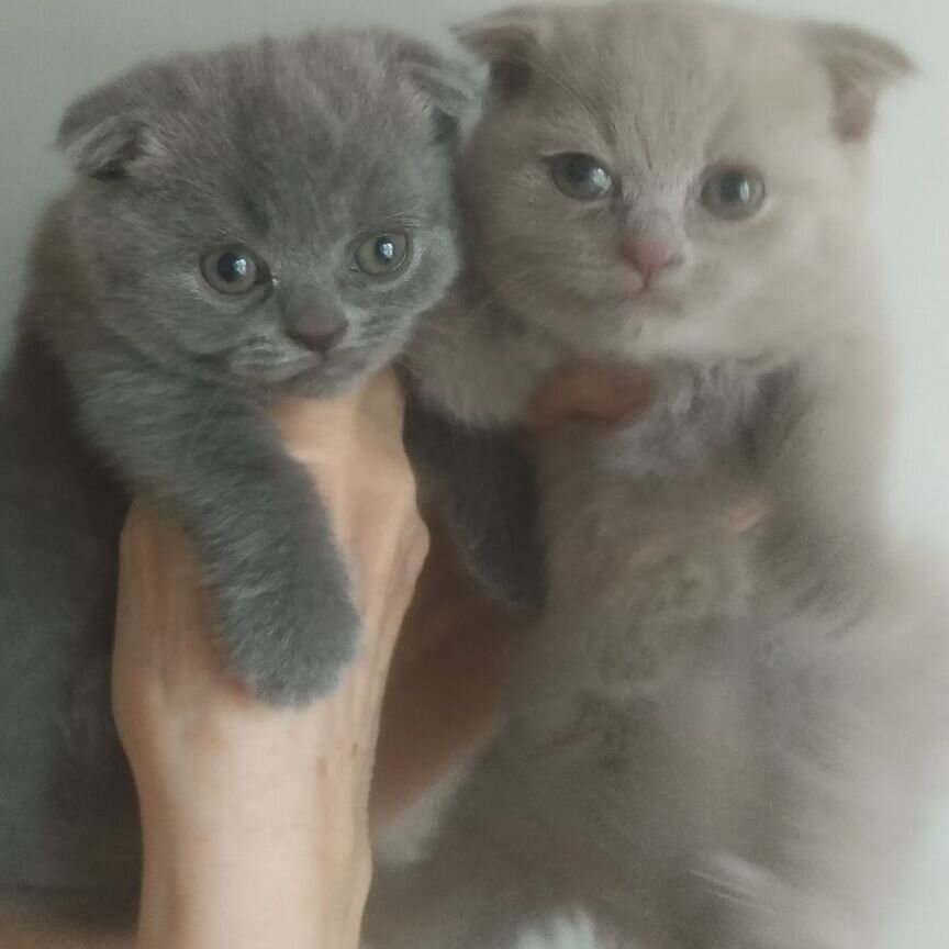 Шотландский вислоухий короткошёрстный котёнок
