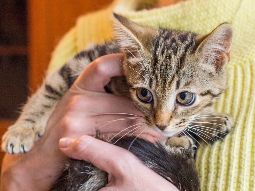 Котята в добрые руки