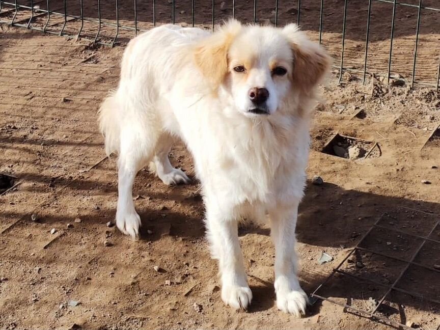 Собака ретривер