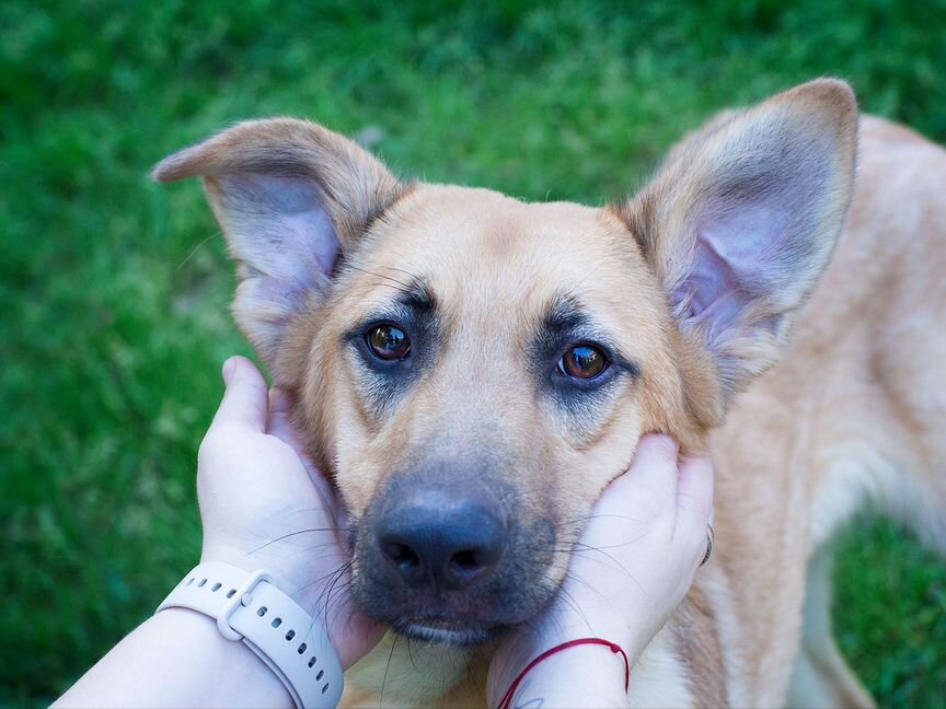 Ричик в добрые руки