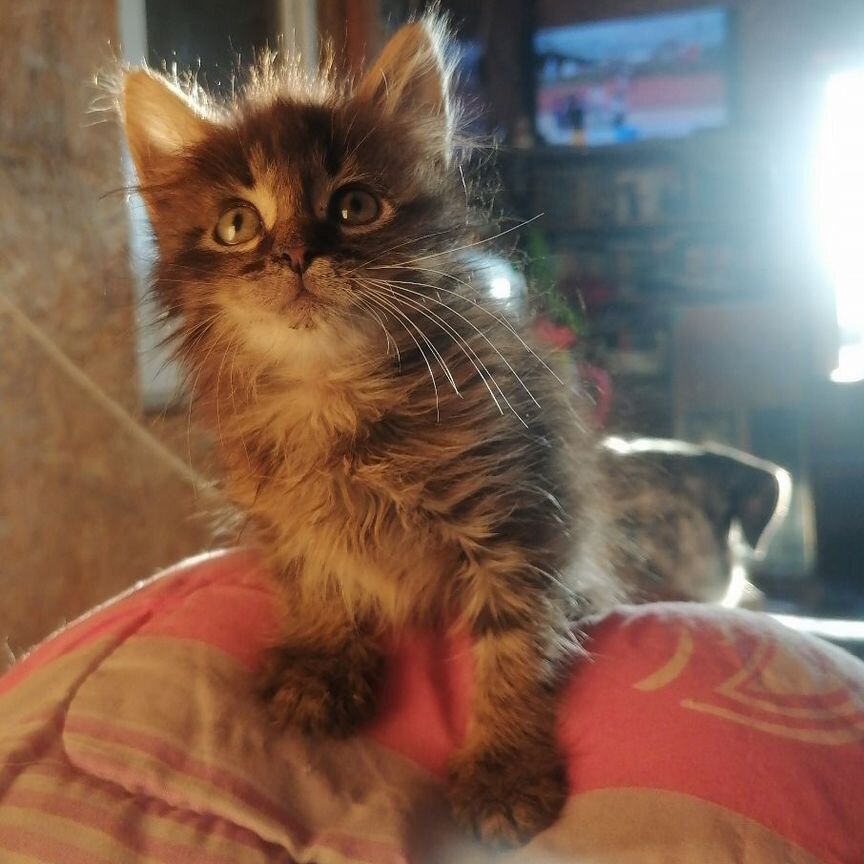 Котёнок в добрые руки