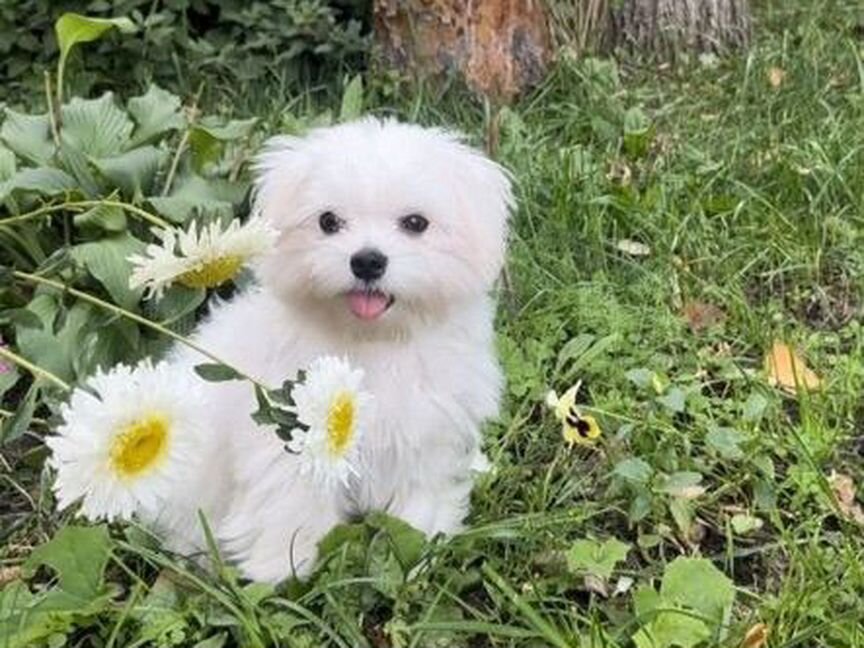 Мальтийская болонка 7 месяцев