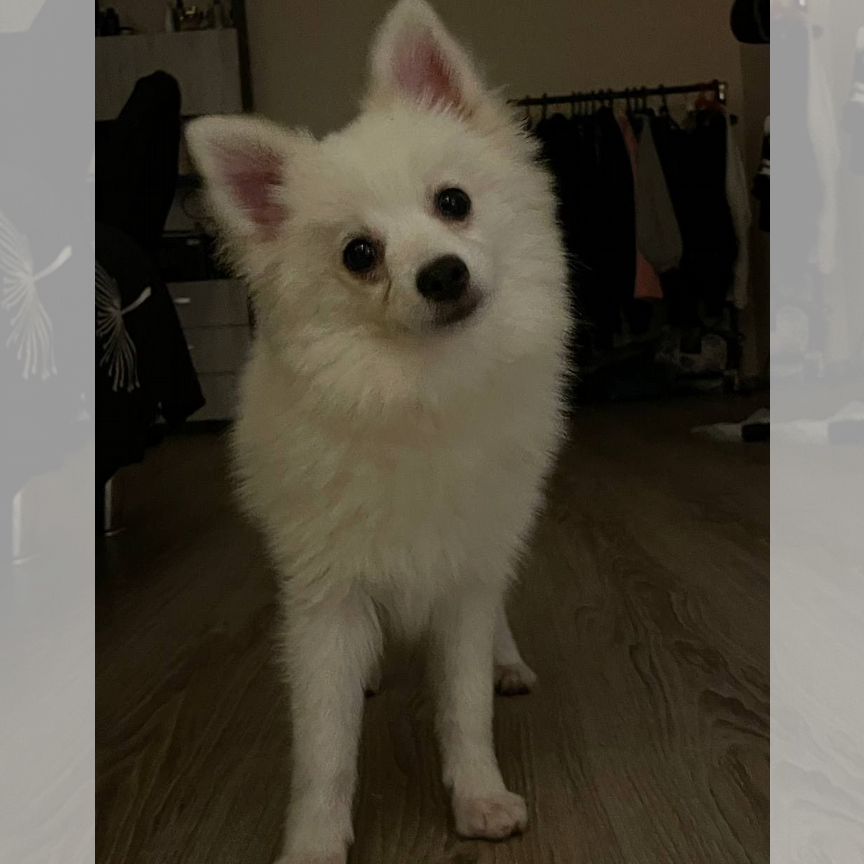 Немецкий шпиц, щенок