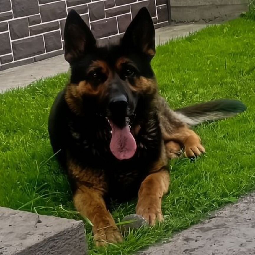 Немецкая овчарка, взрослый пёс