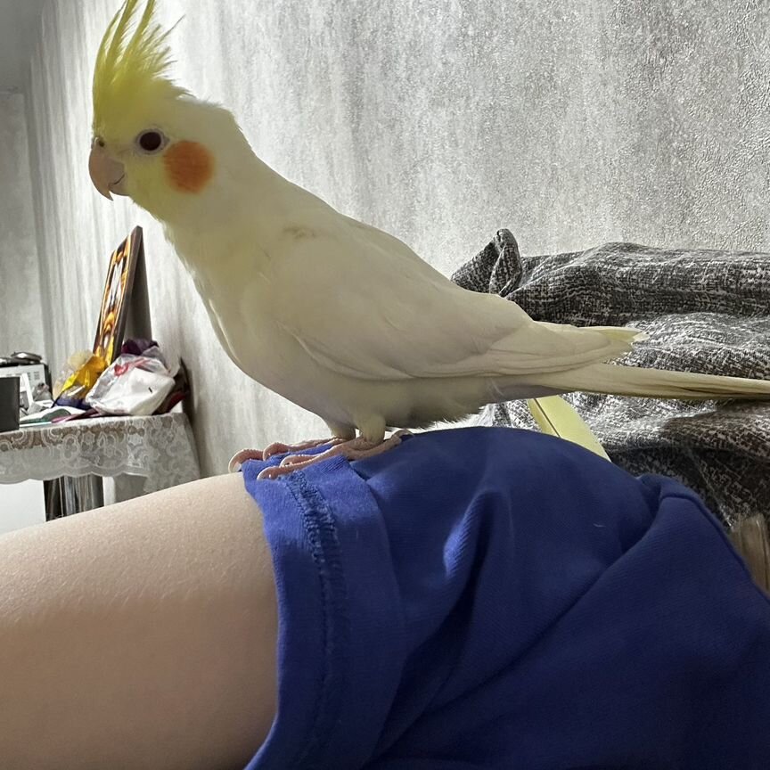 Попугай Корелла