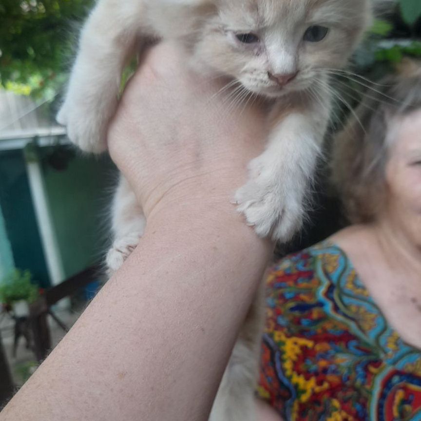 Котята в добрые руки бесплатно