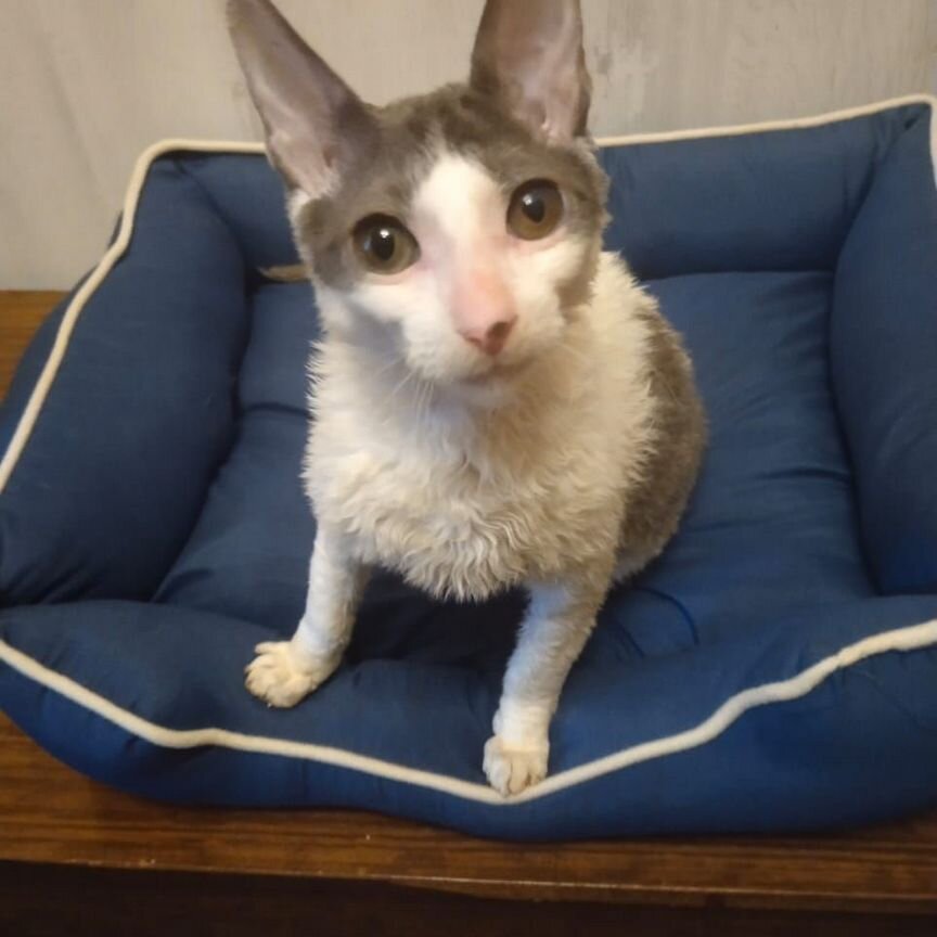 Клубный котёнок корниш рекс