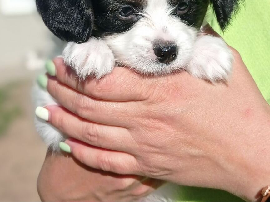 Девочка папийон