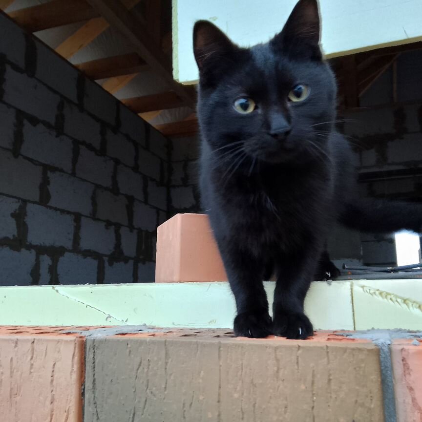 Котёнок (мальчик)