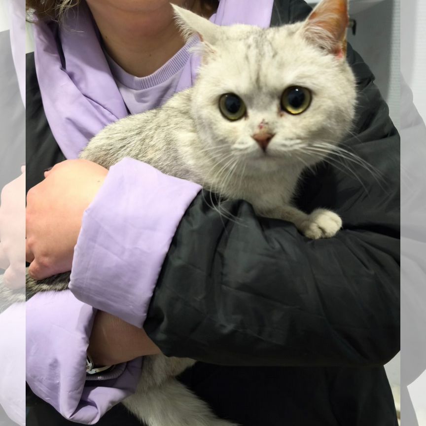 Британская короткошёрстная, взрослая кошка