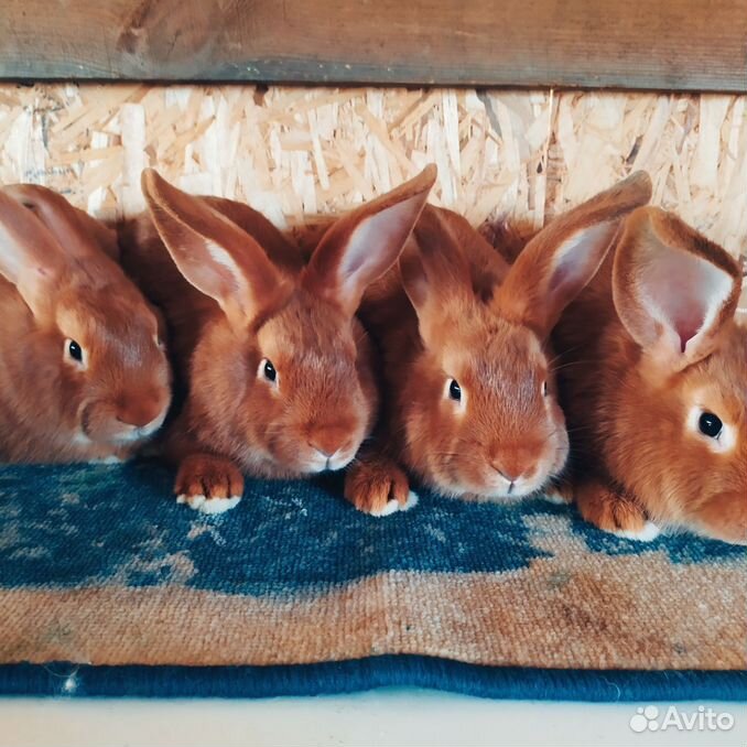 Кролики нзк