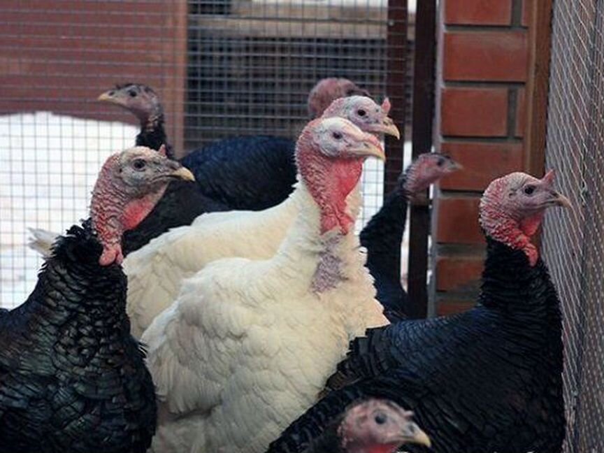 Яйцо индюков Белая широкогрудая и Бронзовая