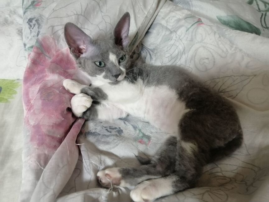 Кошка сфинкс