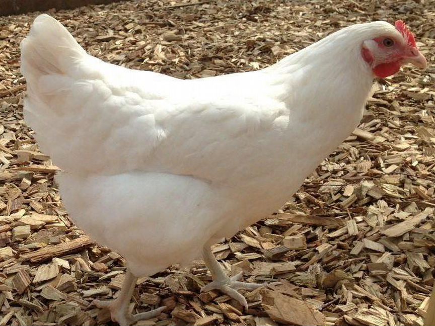 Декабл уайт и другие породы