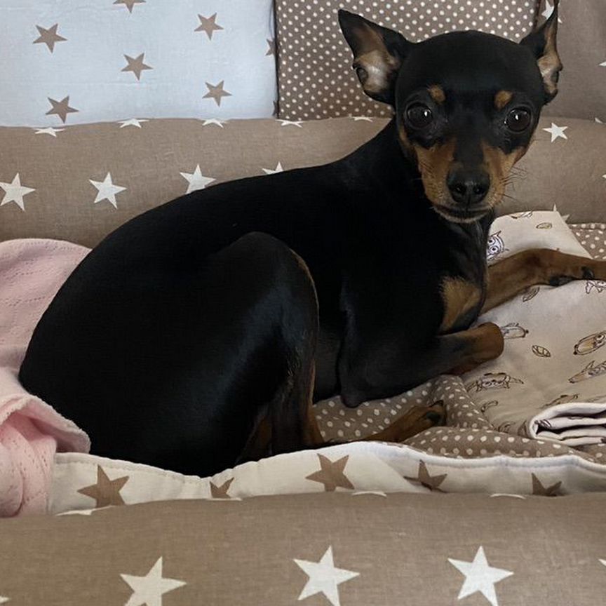 Отдам руского той-терьера