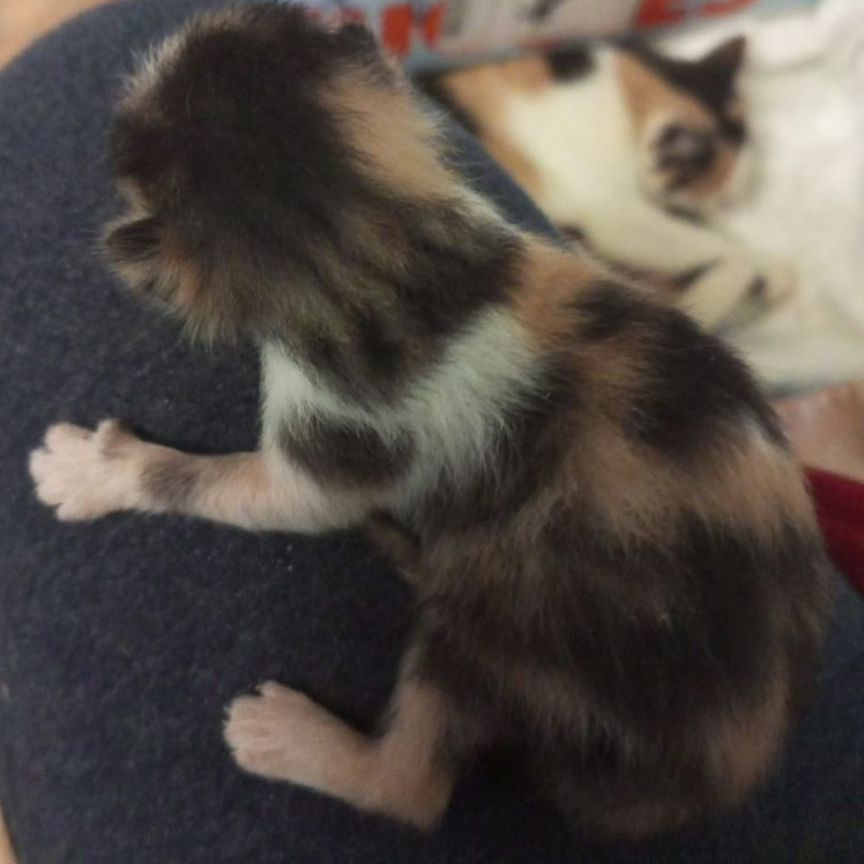 Котят