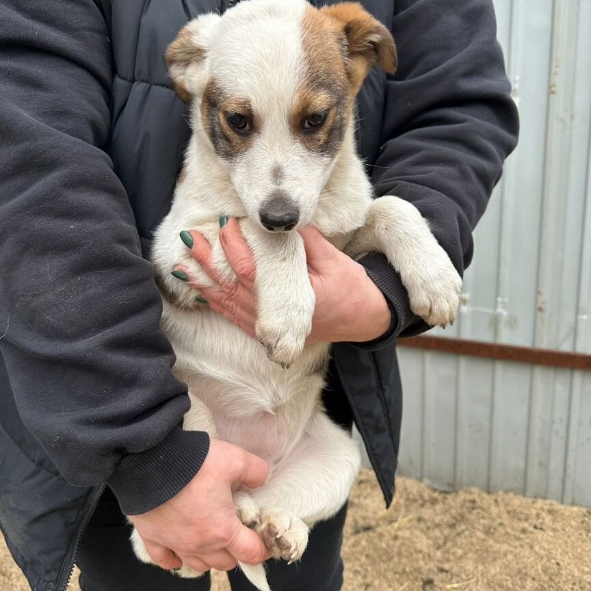 Щенок в добрые руки