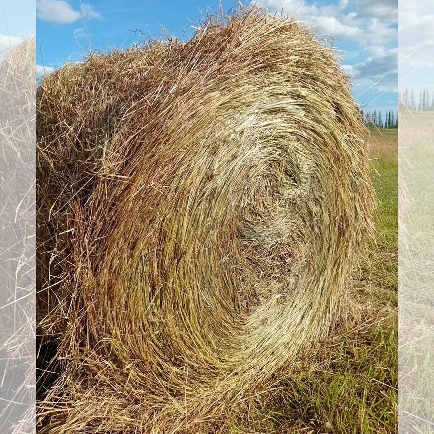 Продам сено в рулонах