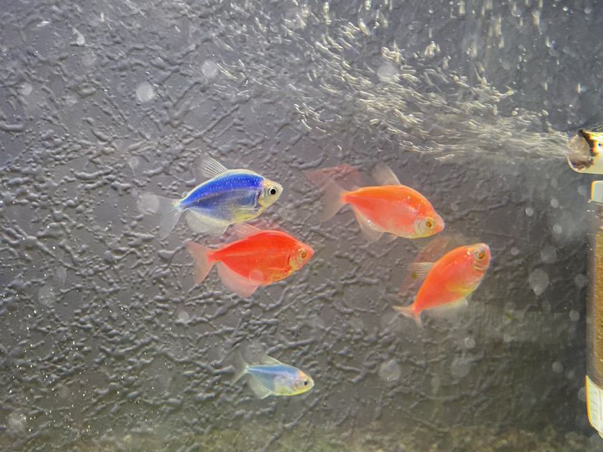 Тернеция и сомик анцистус вуалехвостый альбинос