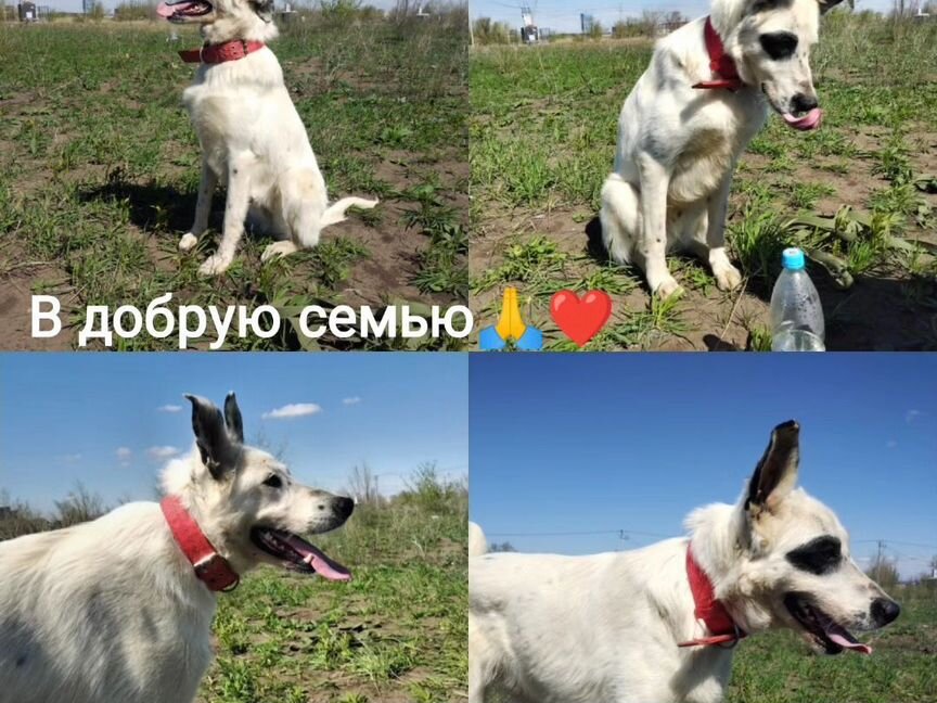 Собака в добрые руки